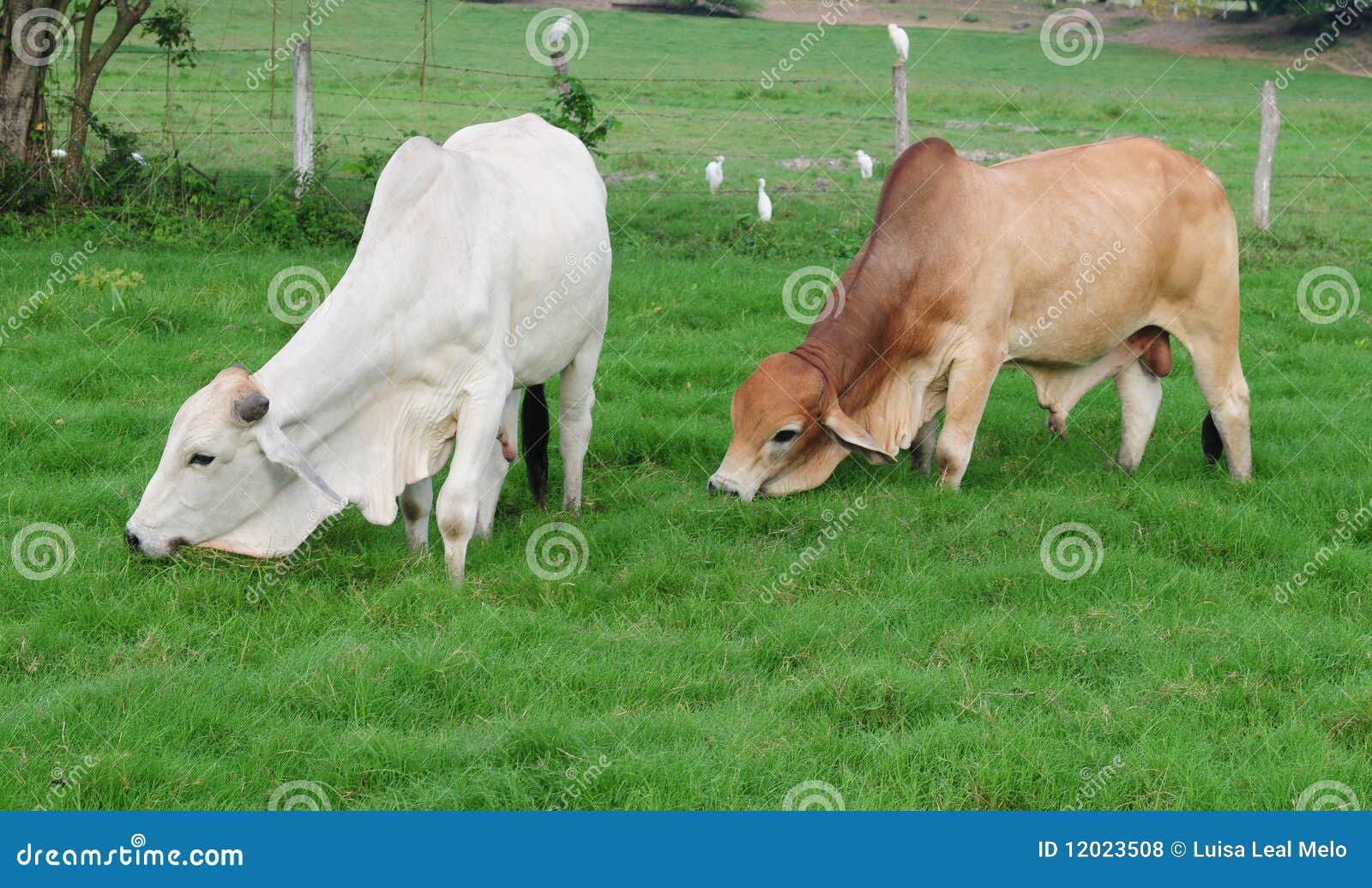 Angus of Zeboe stock foto. Image of begrazing, nave, koeien - 12023508