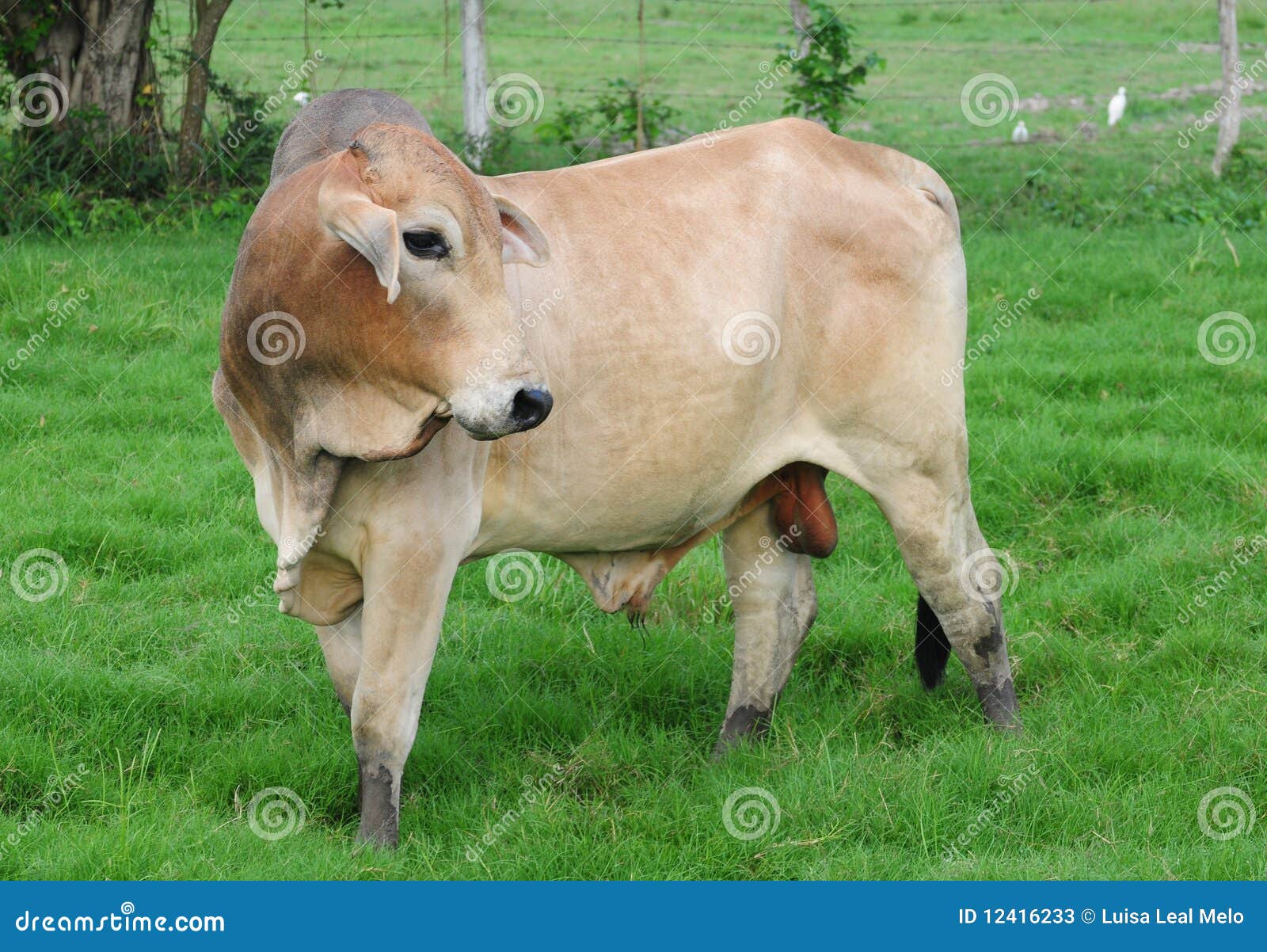 Angus of zeboe stock afbeelding. Image of helling, dier - 12416233