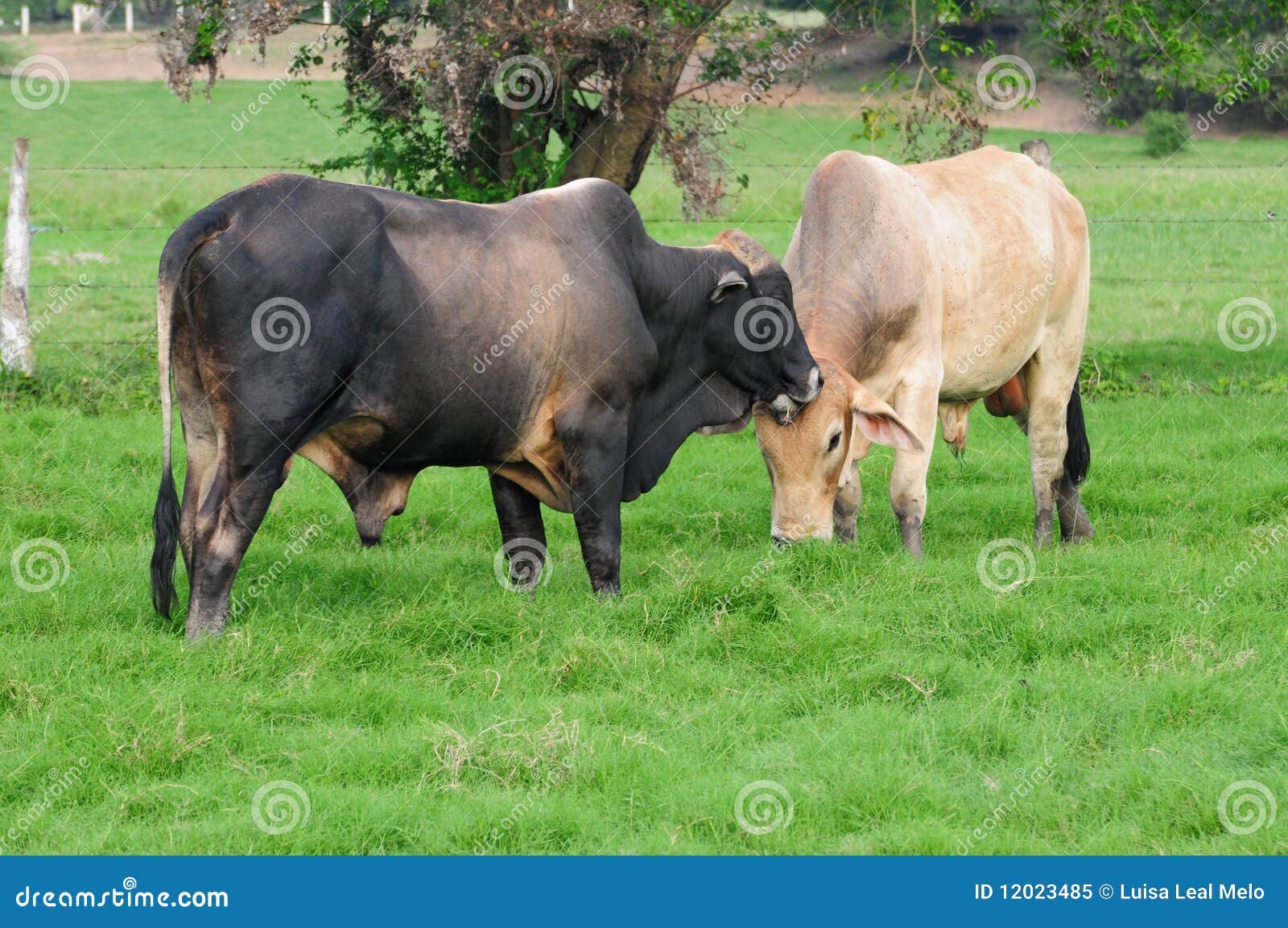 Angus or Zebu stock image. Image of angus, countryside - 12023485