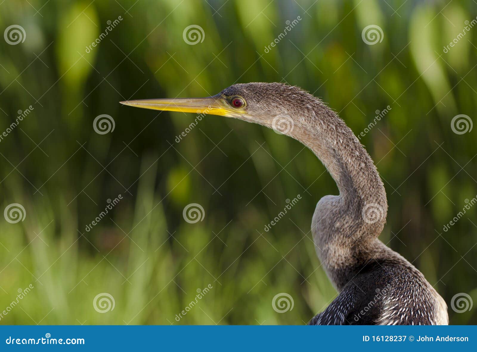Anhinga stock image. Image of florida, bird, trukey, beauty - 16128237
