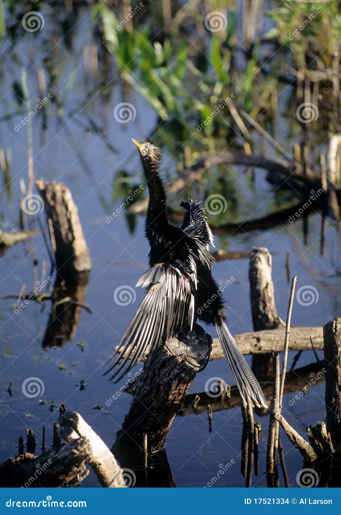 Anhinga stock photo. Image of bird, american, north, birds - 17521334