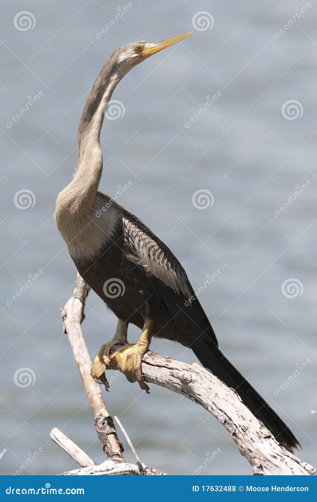 Pelicaniform Photos - Free & Royalty-Free Stock Photos from Dreamstime