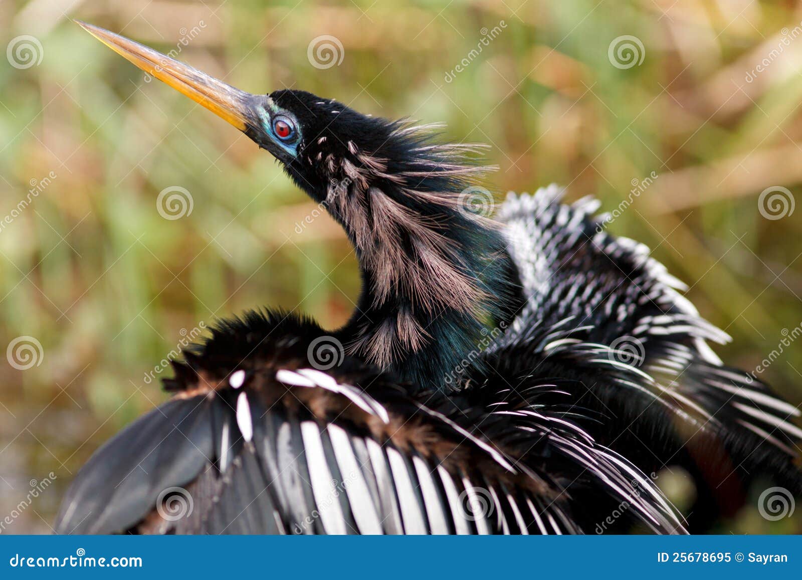 Anhinga stock image. Image of national, wild, flordia - 25678695