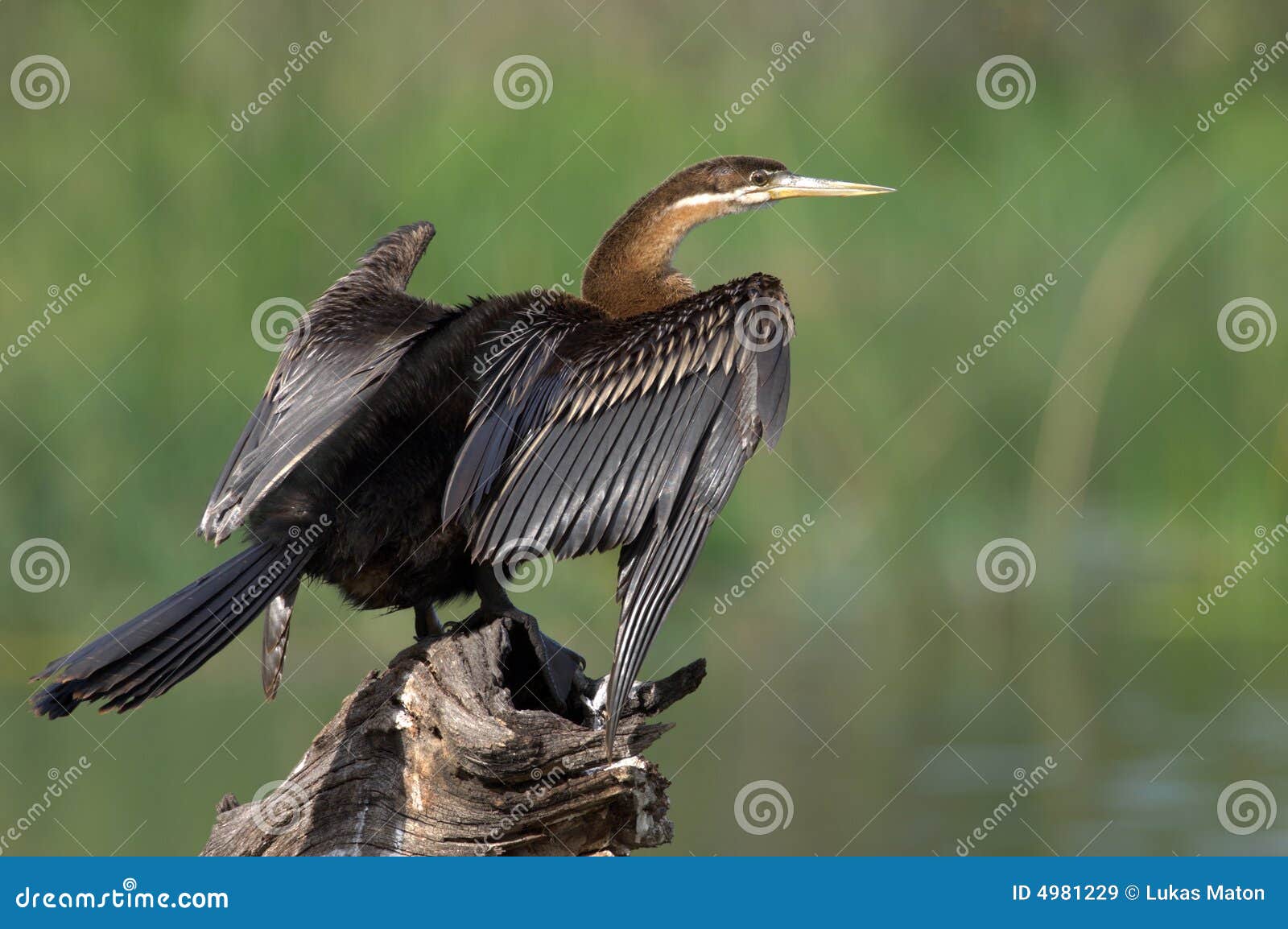 Anhinga stock image. Image of extreme, forest, safari - 4981229
