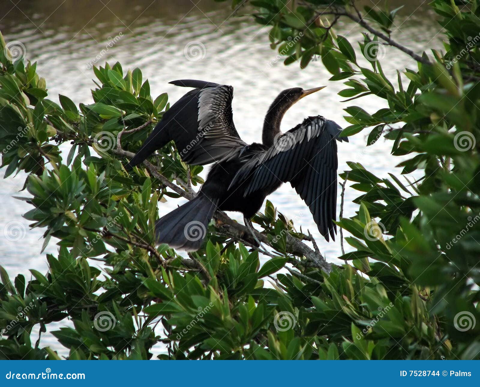 Anhinga stock photo. Image of chordata, florida, aves - 7528744