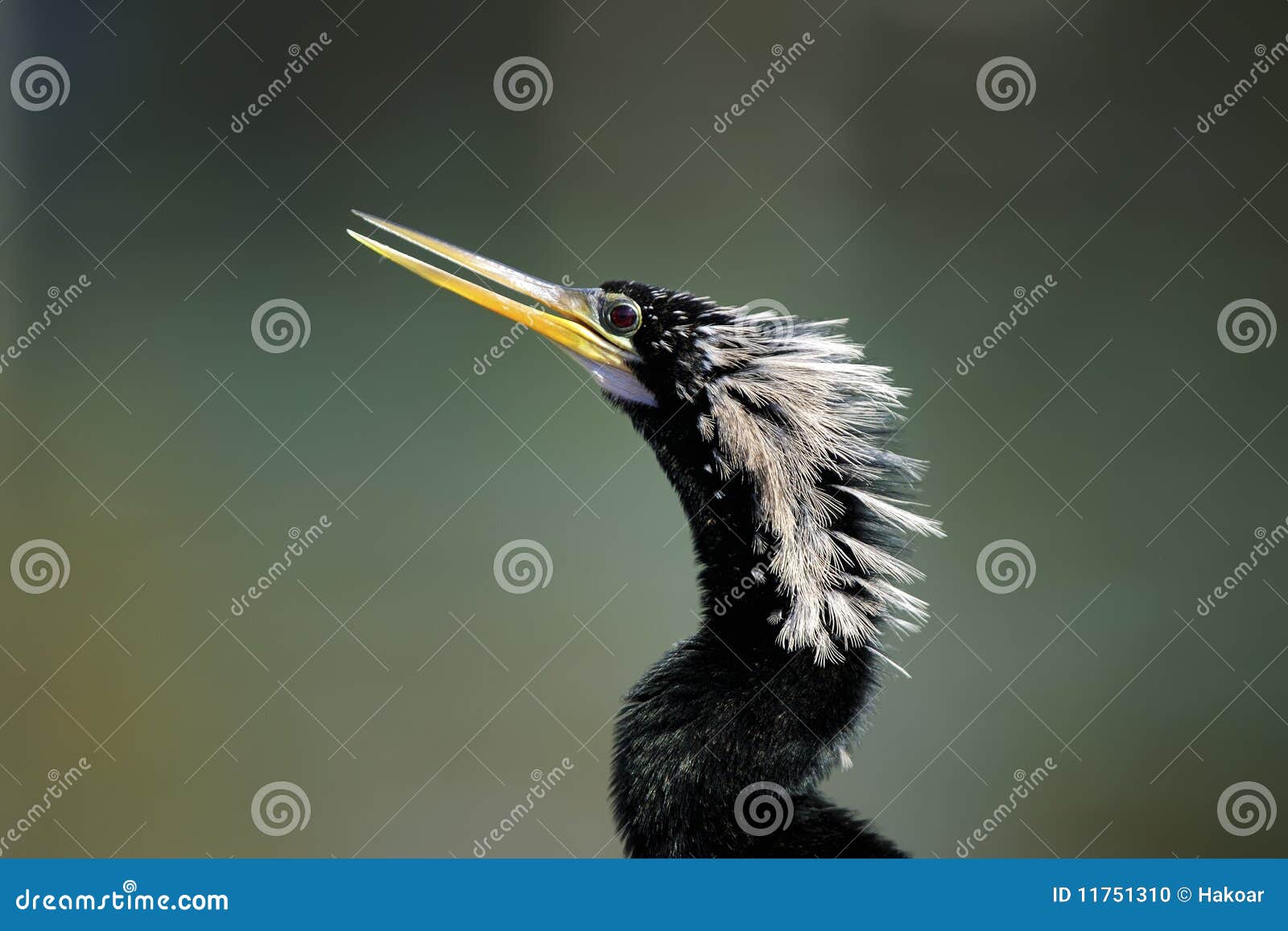 Anhinga, anhinga anhinga stock photo. Image of pattern - 11751310