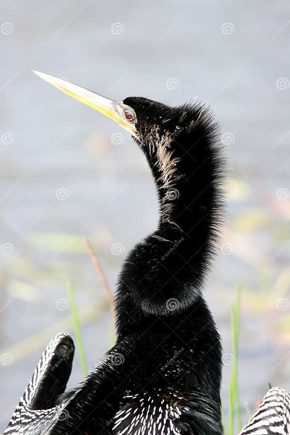 Anhinga, Anhinga anhinga stock image. Image of portrait - 13205825