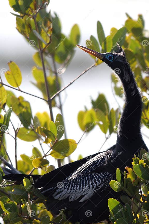 Anhinga, Anhinga anhinga stock photo. Image of backlit - 13206248