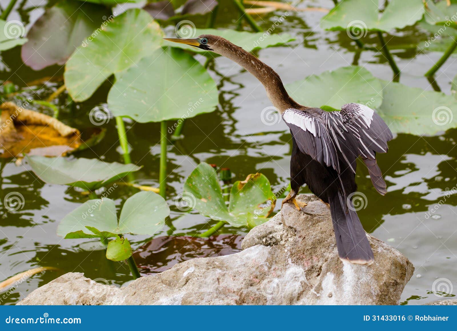 Anhinga (Anhinga anhinga) stock photo. Image of north - 31433016