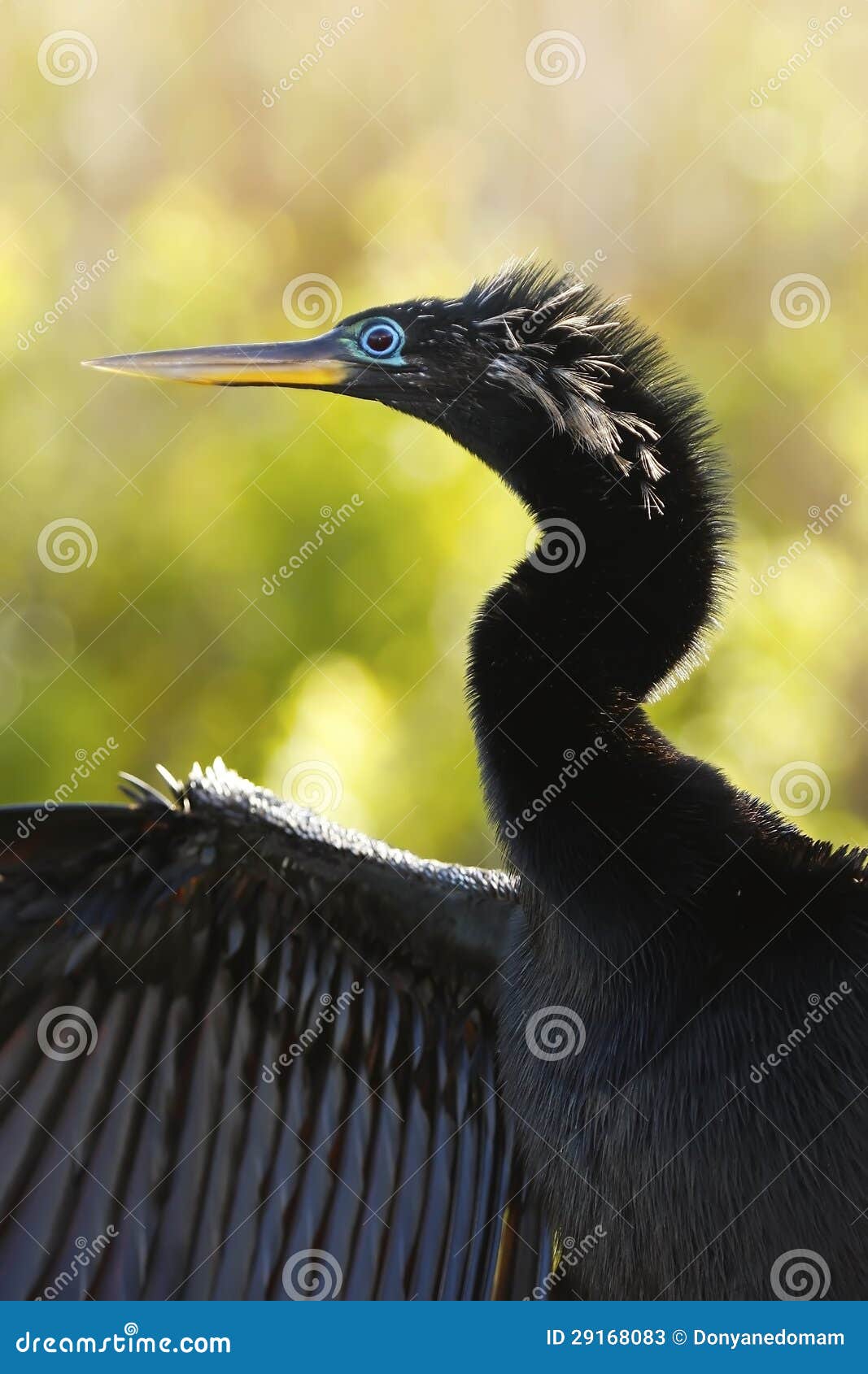 Anhinga (Anhinga Anhinga) Male Stock Image - Image of wading, closeup ...