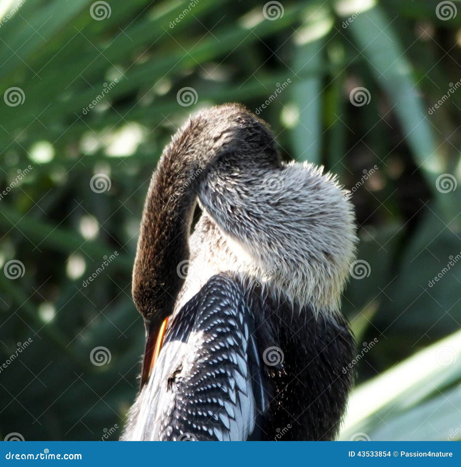 Anhinga (Anhinga anhinga) stock photo. Image of nature - 43533854