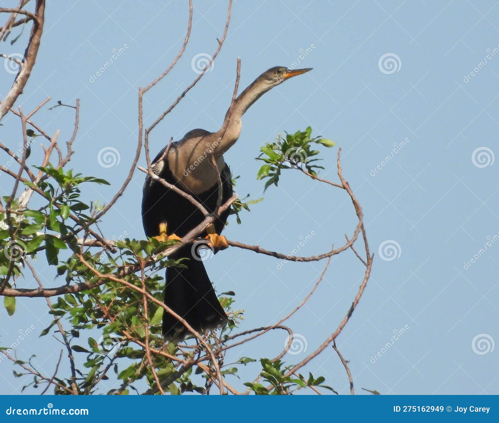 Anhinga stock image. Image of animal, wildlife, marsh - 275162949