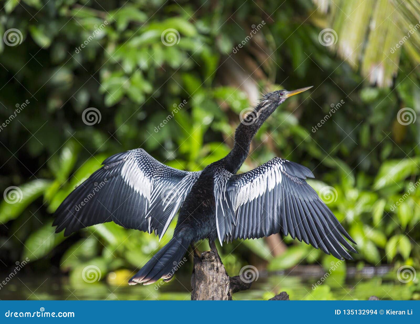 Anhinga Anhinga AnhingaAnhinga Anhinga.Anhinga Anhinga.Anhinga Anhinga ...