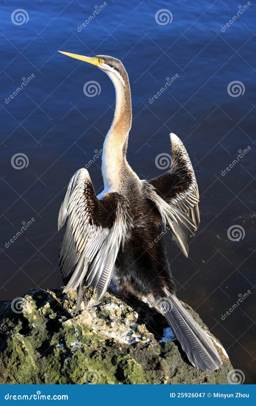 Anhinga,Australia stock image. Image of beak, closeup - 25926047