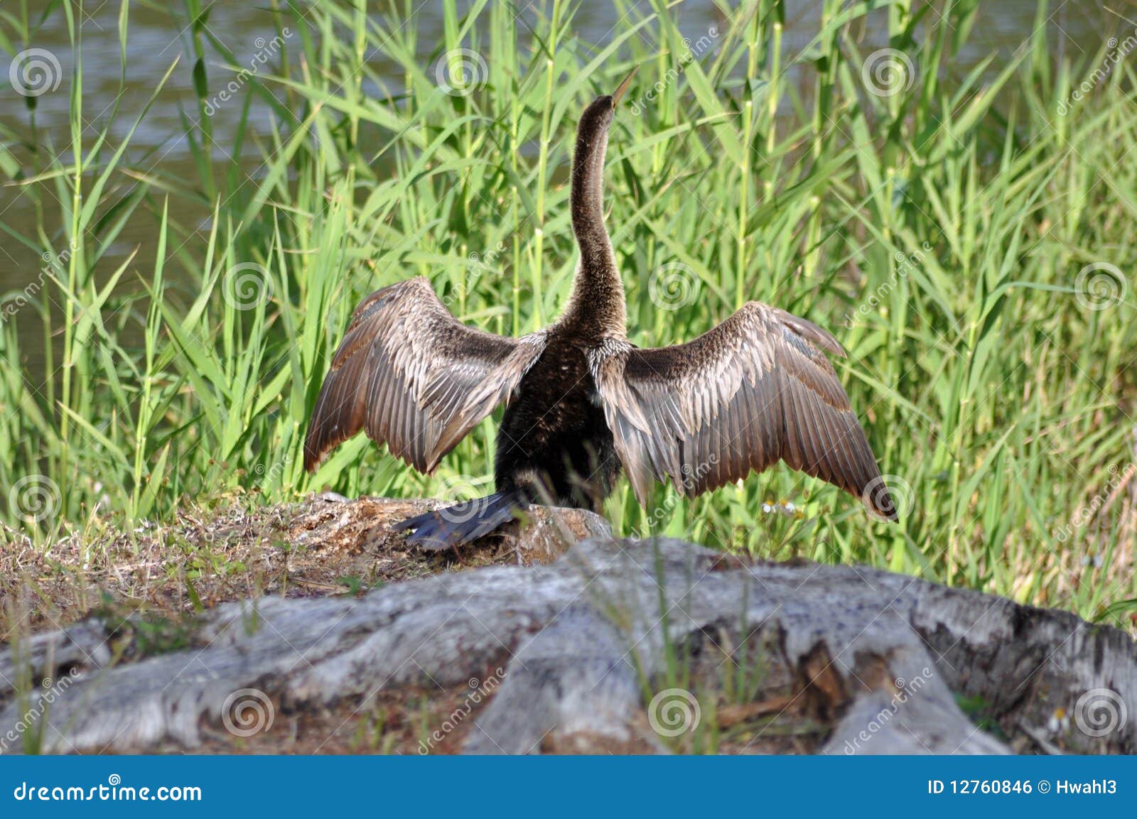 Anhinga bird stock photo. Image of standing, gazing, neck - 12760846