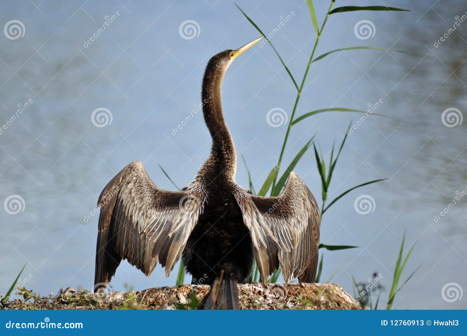 Anhinga bird stock image. Image of green, drying, beak - 12760913