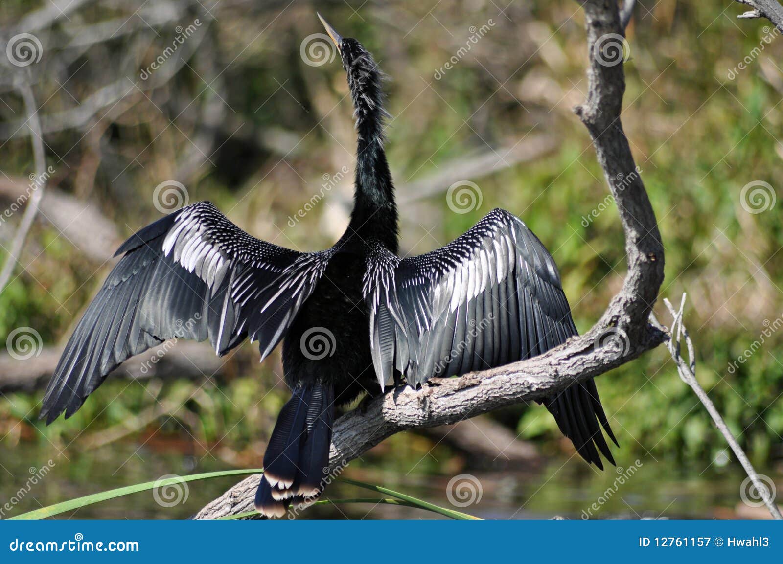 Anhinga bird stock image. Image of lake, standing, green - 12761157