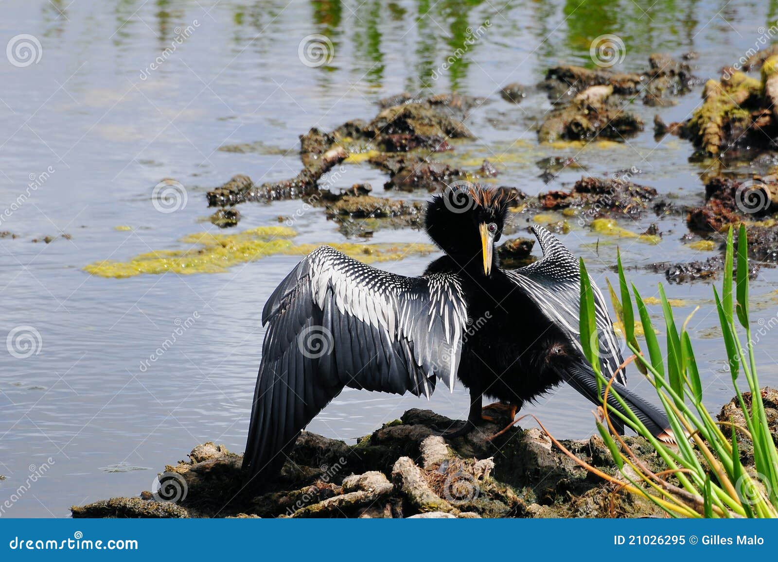 Anhinga Bird stock image. Image of anhingas, beak, water - 21026295