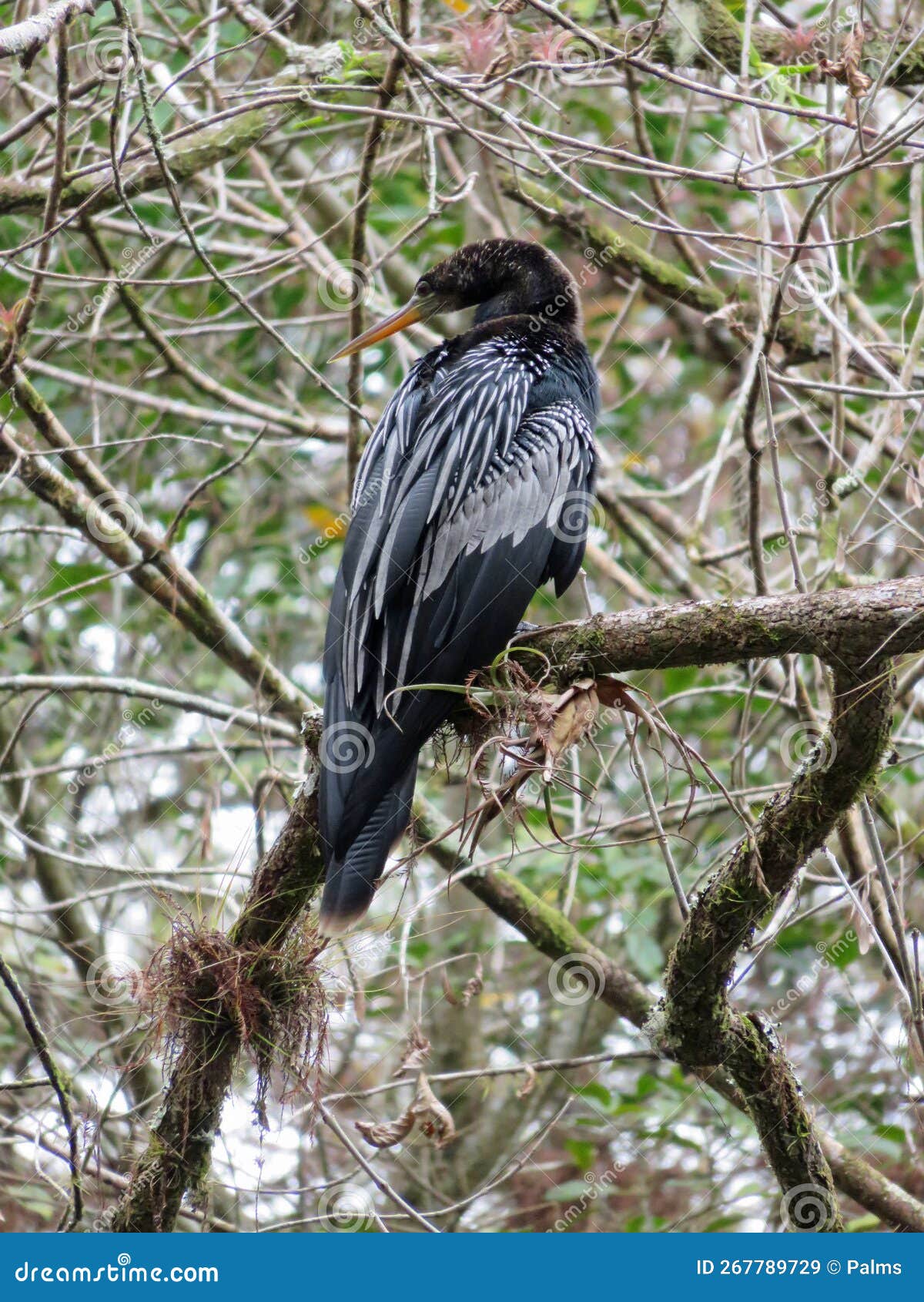 Anhinga bird stock image. Image of swamp, outside, branches - 267789729