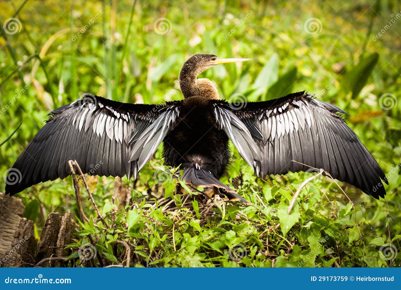 Anhinga bird stock image. Image of animal, background - 29173759