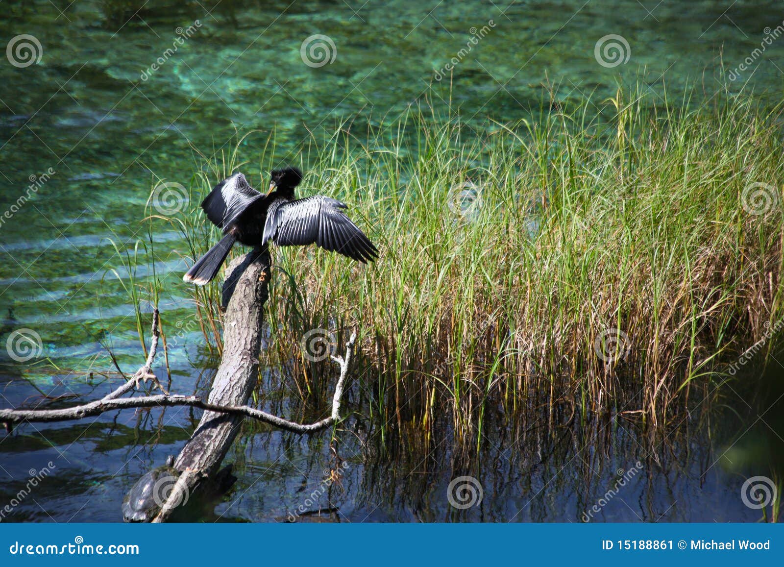 Anhinga Bird and Turtle Sunning Stock Image - Image of tree, park: 15188861