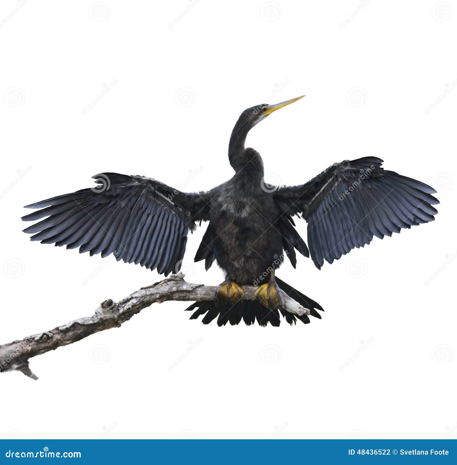 Anhinga Bird stock illustration. Illustration of white - 48436522