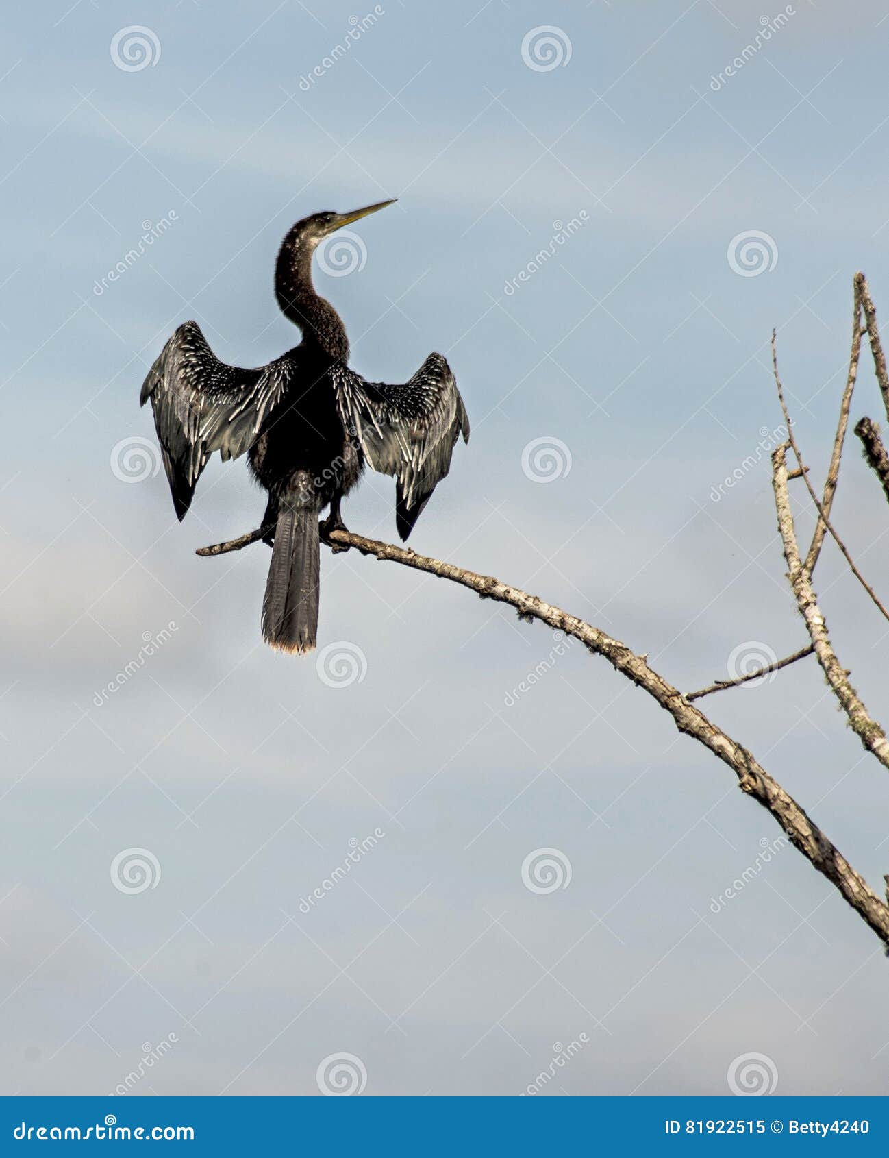 Anhinga Bird Drying His Wings. Stock Image - Image of perched, water ...