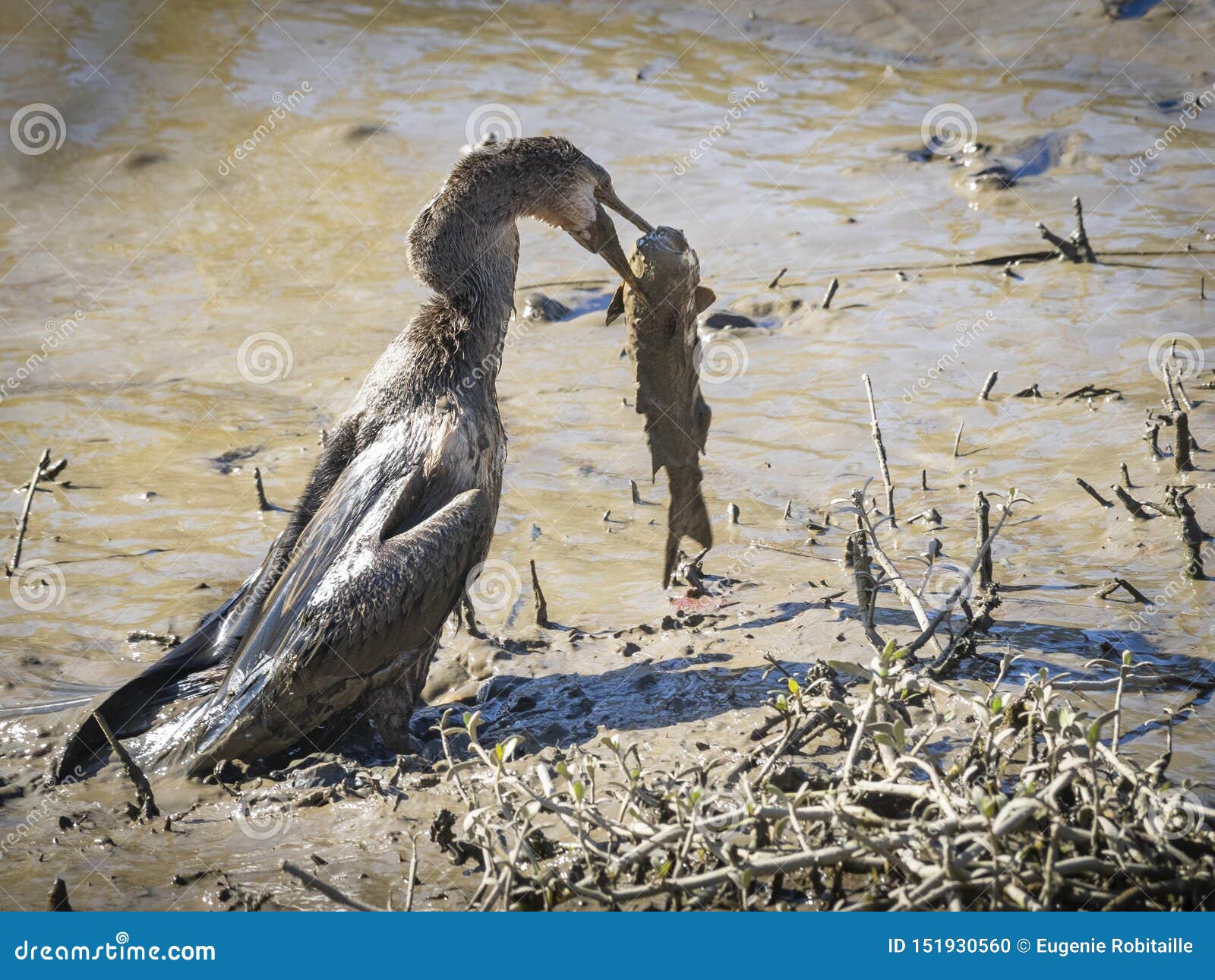 Anhinga bird eating a fish stock photo. Image of wildlife - 151930560