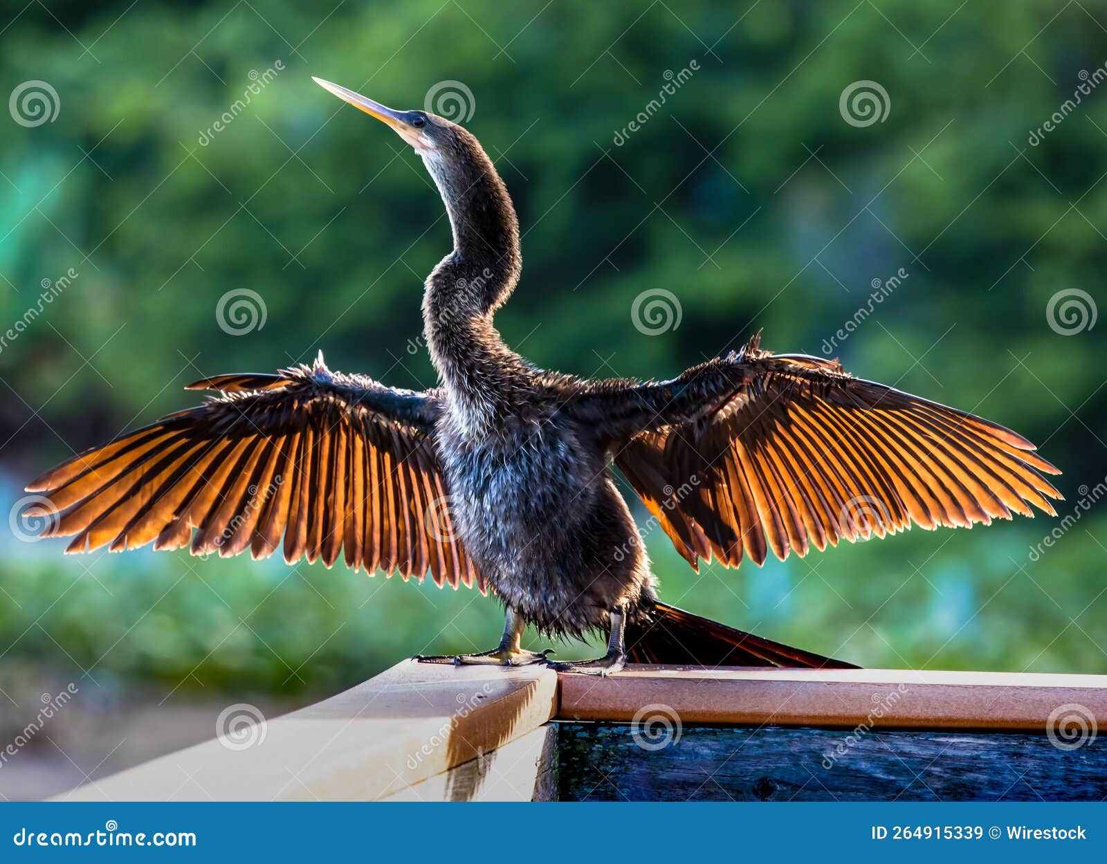 Anhinga Bird Extending Its Wings Stock Image - Image of nature ...