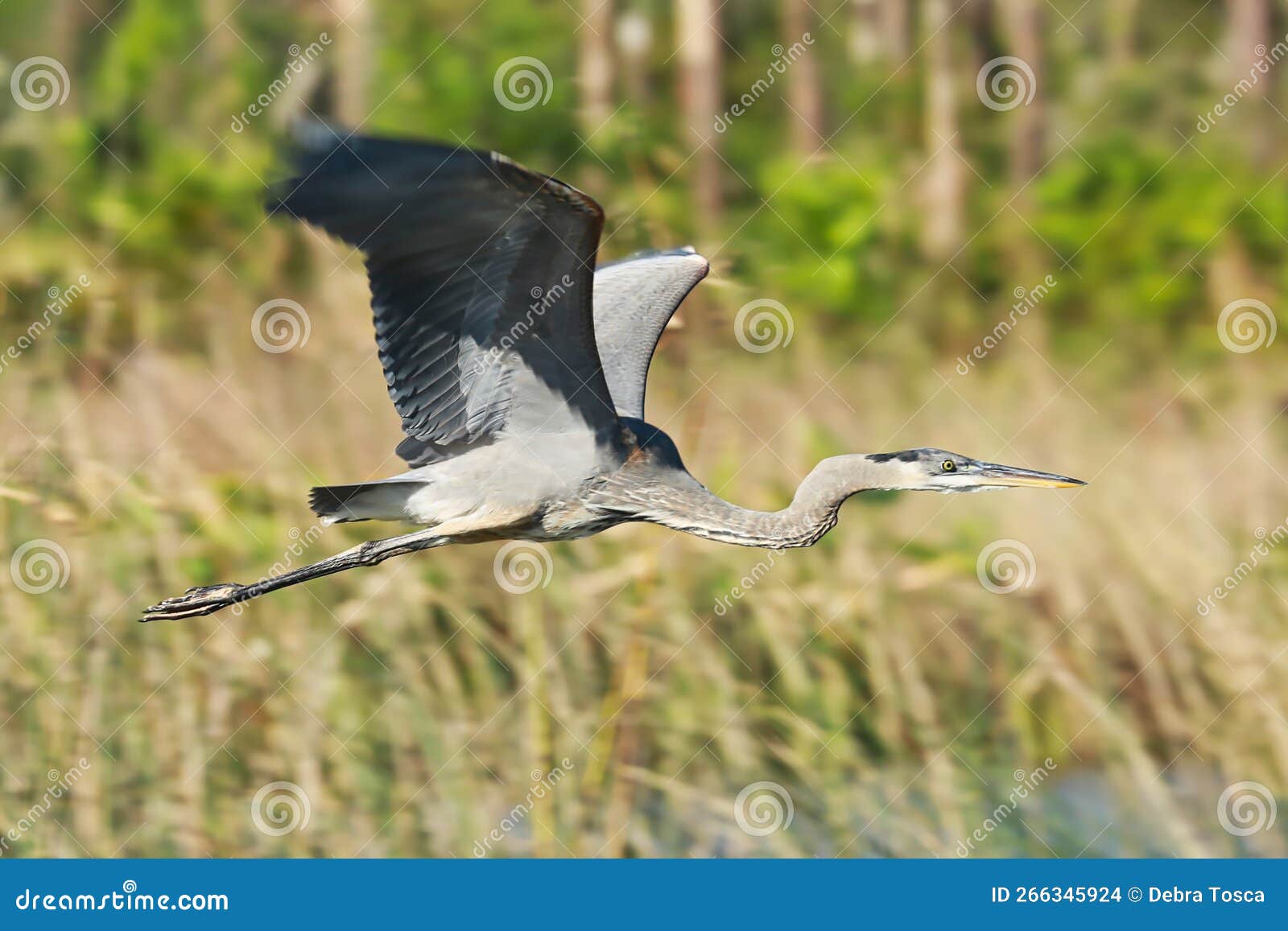 Anhinga Bird in Flight Everglades Florida Stock Photo - Image of flight ...