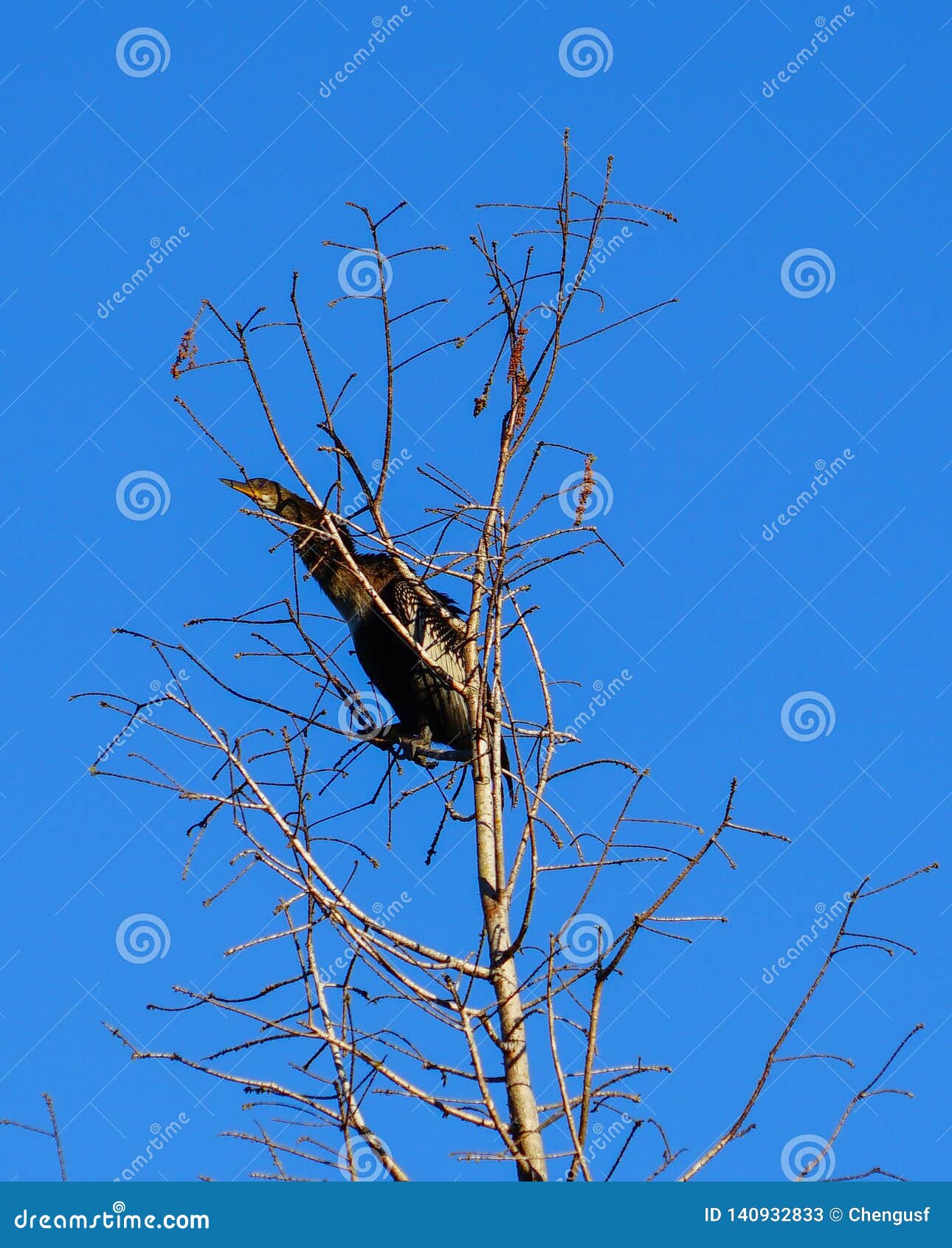 Anhinga bird stock image. Image of habitat, anhingas - 140932833