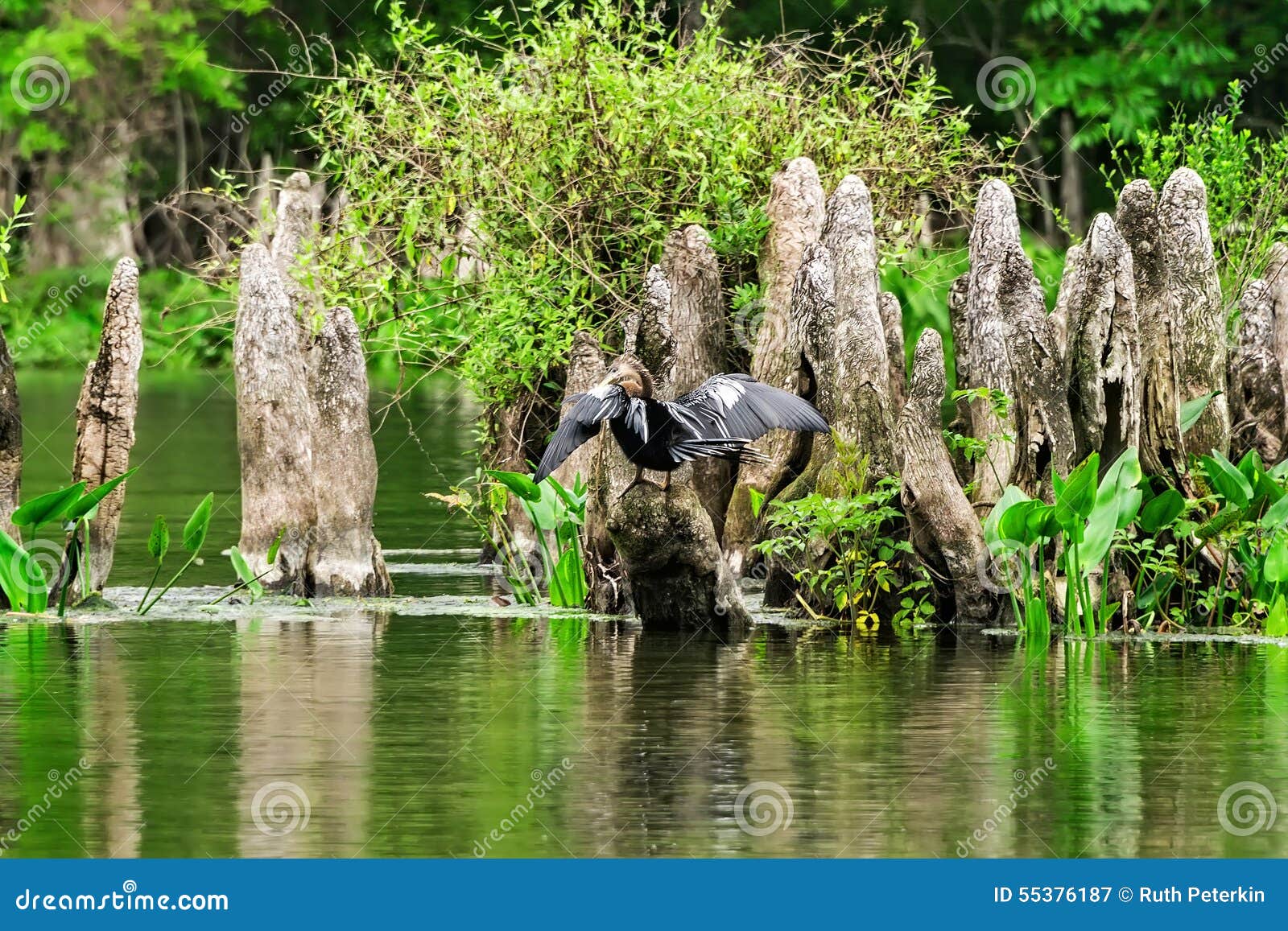 Anhinga Bird in Wakulla stock image. Image of snakebird - 55376187