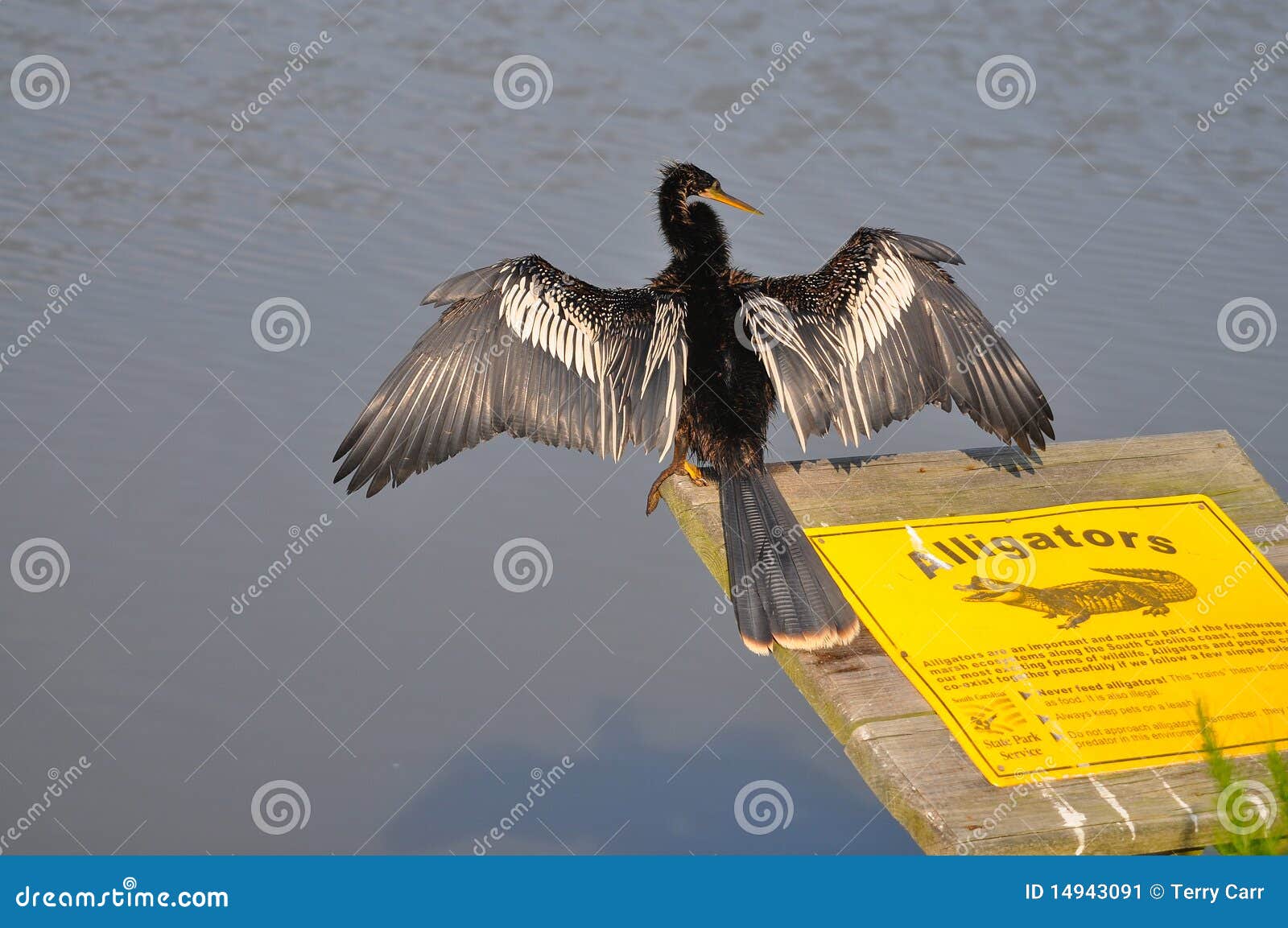 Anhinga Bird and Warning Sign Stock Image - Image of sunning, single ...