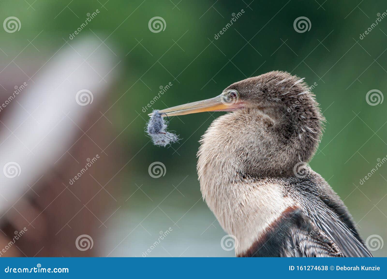 Anhinga with Lent Stuck on the End of His Beak Stock Photo - Image of ...