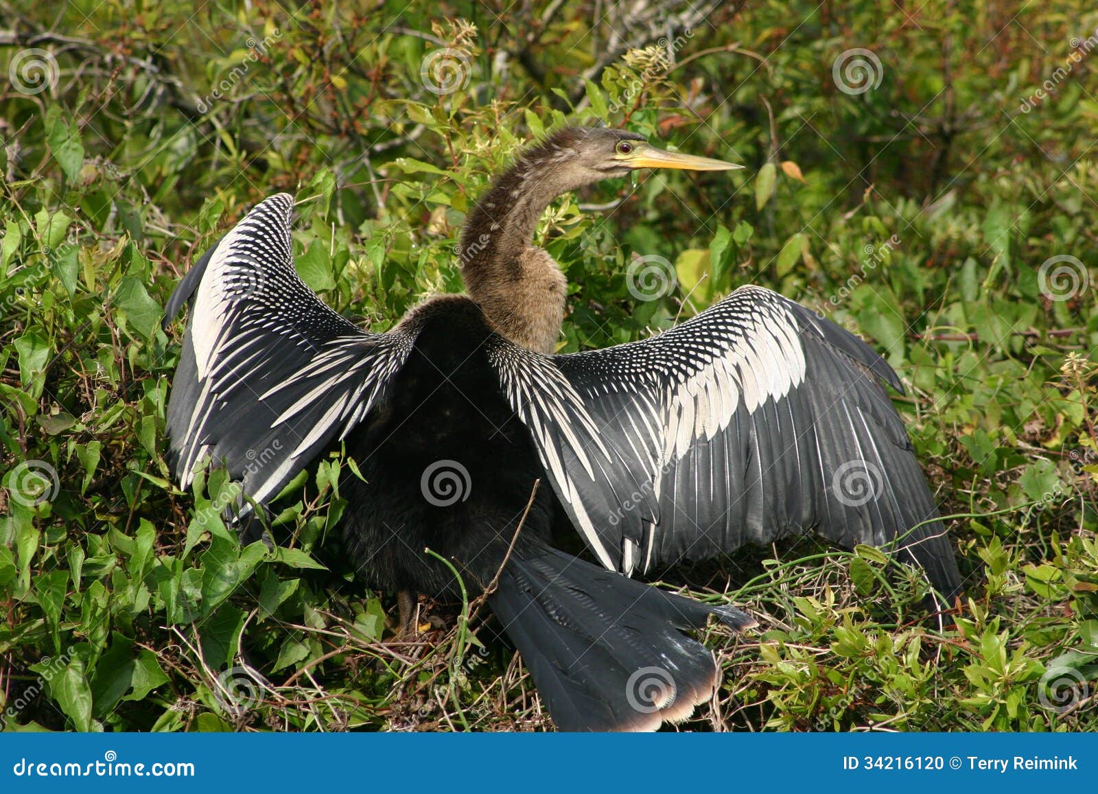 Anhinga stock photo. Image of fauna, nature, swamp, ornithology - 34216120