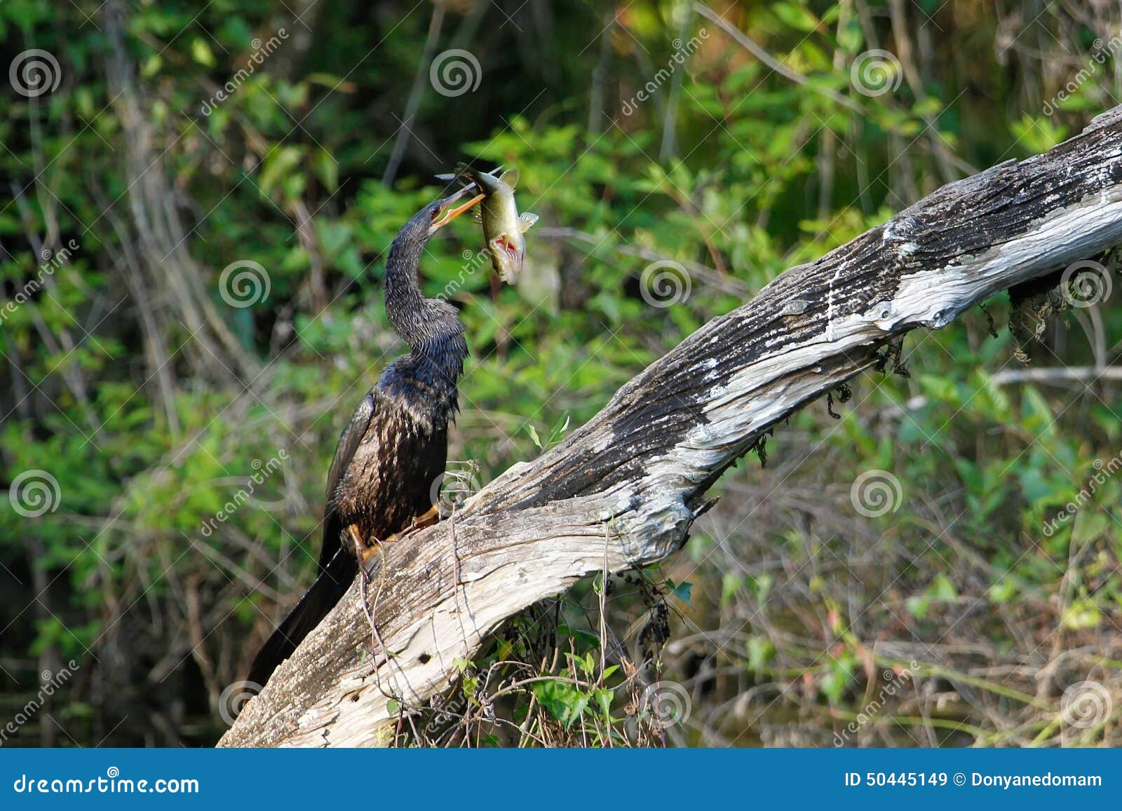 Anhinga eating fish stock image. Image of hunting, snakebird - 50445149