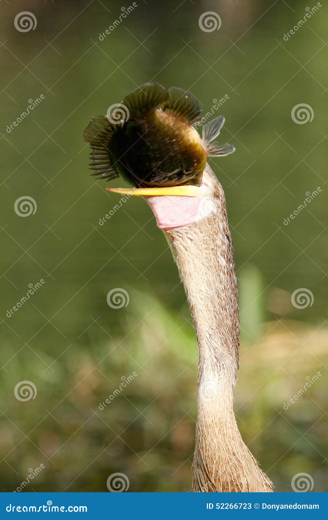 Anhinga eating fish stock image. Image of rookery, national - 52266723