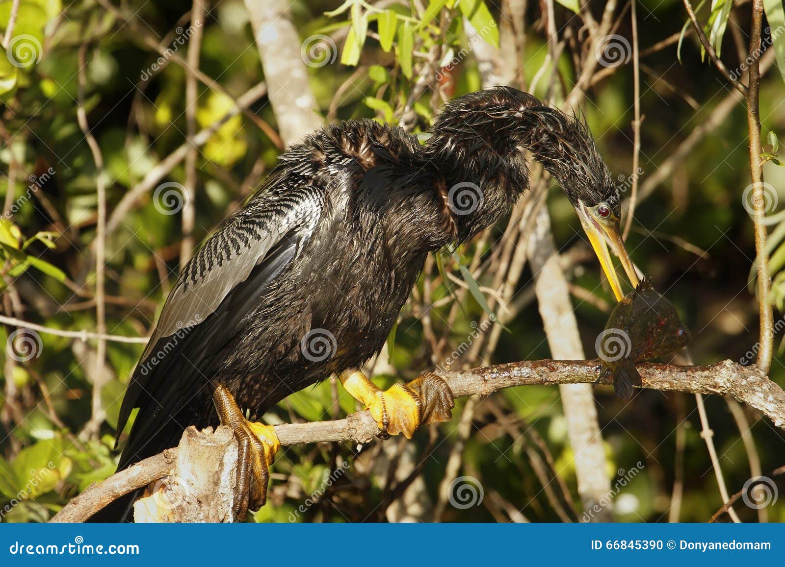 Anhinga eating fish stock photo. Image of female, venice - 66845390