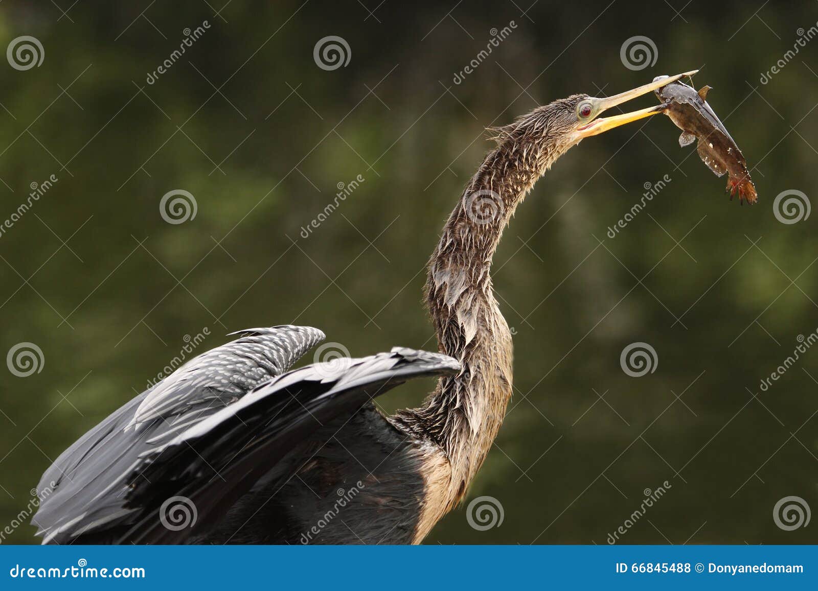 Anhinga eating fish stock photo. Image of darter, venice - 66845488
