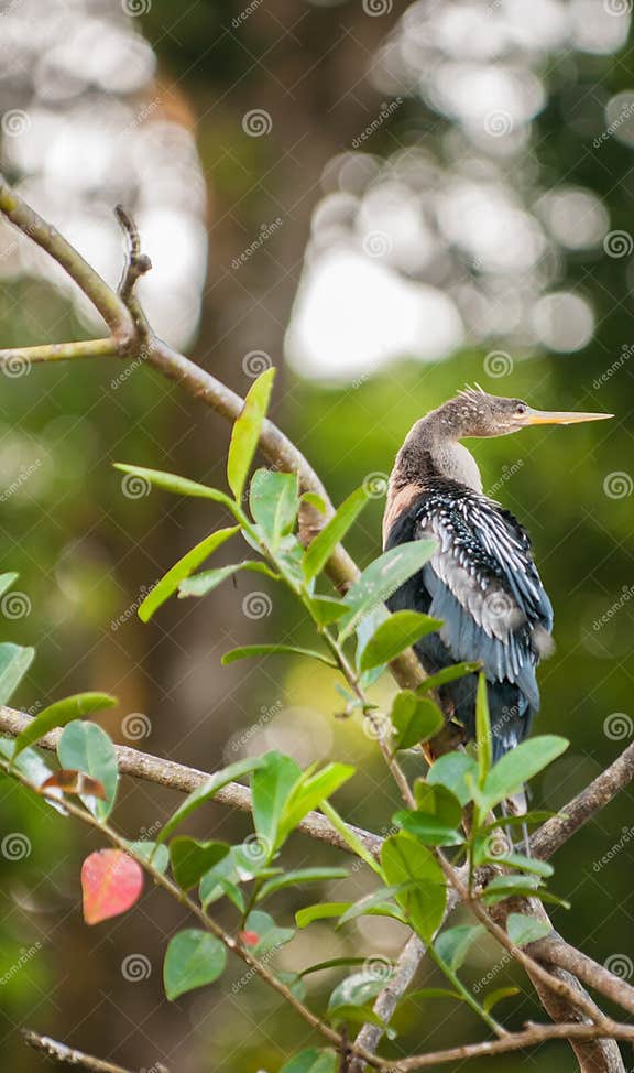 Anhinga stock image. Image of anhinga, branch, costa - 43978283