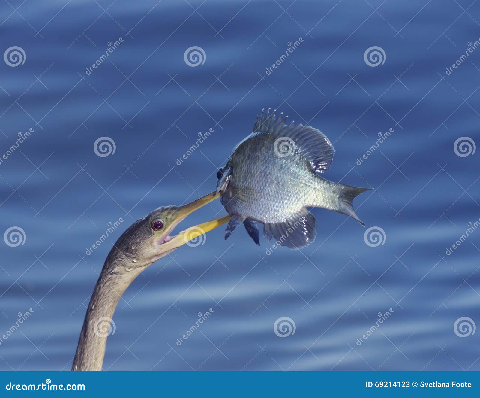 Anhinga with a Fish stock image. Image of bird, feed - 69214123