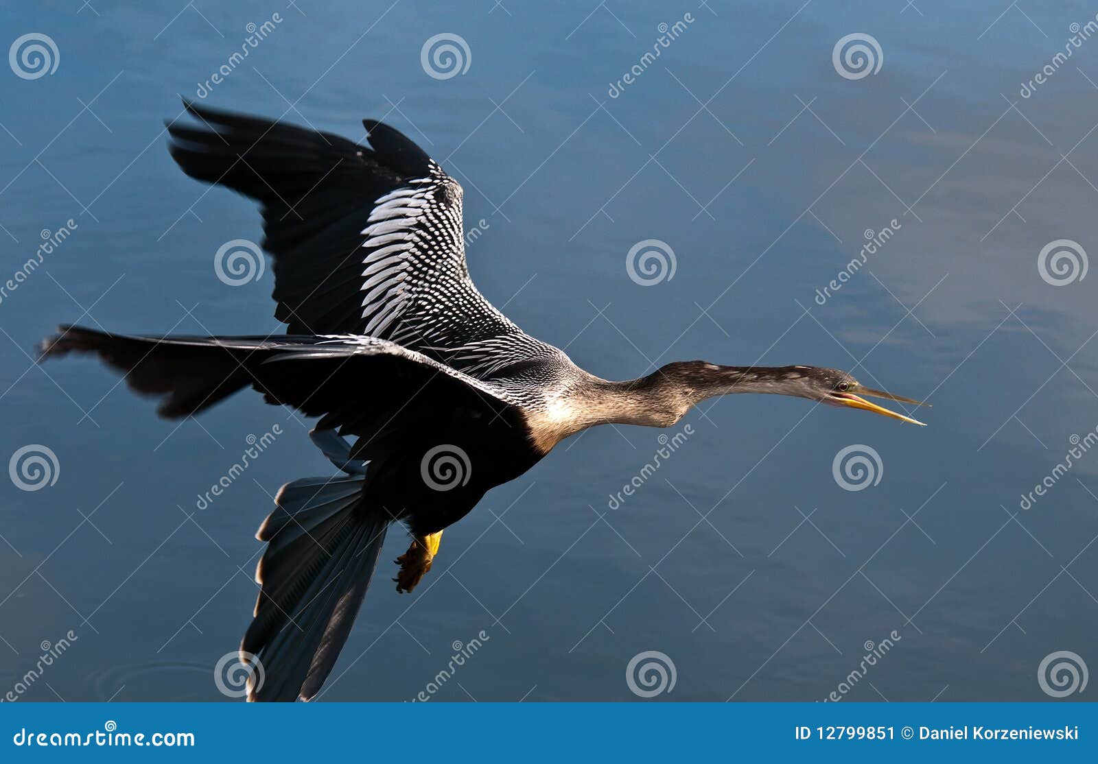 Anhinga in Flight stock image. Image of fauna, swamp - 12799851