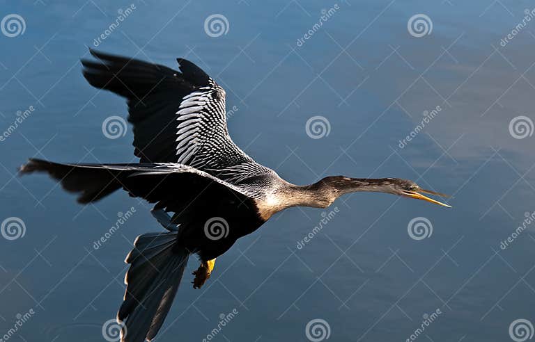 Anhinga in Flight stock image. Image of fauna, swamp - 12799851