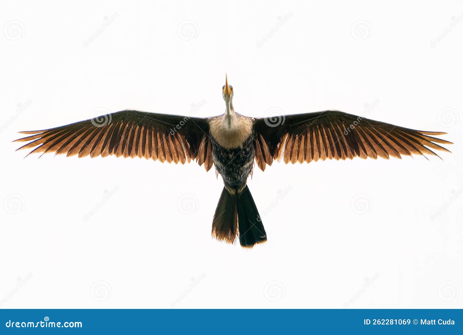Anhinga in Flight stock image. Image of feathers, anhinga - 262281069