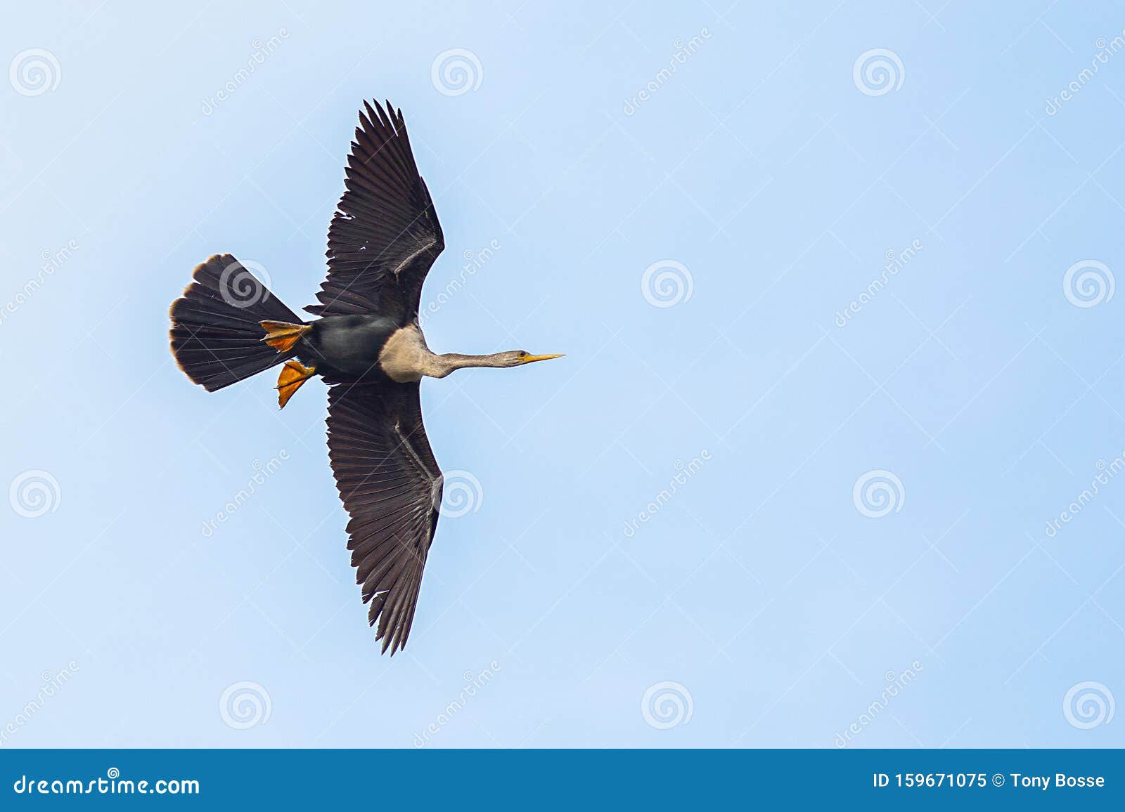 Anhinga in Flight, High in the Sky Stock Image - Image of feathered ...