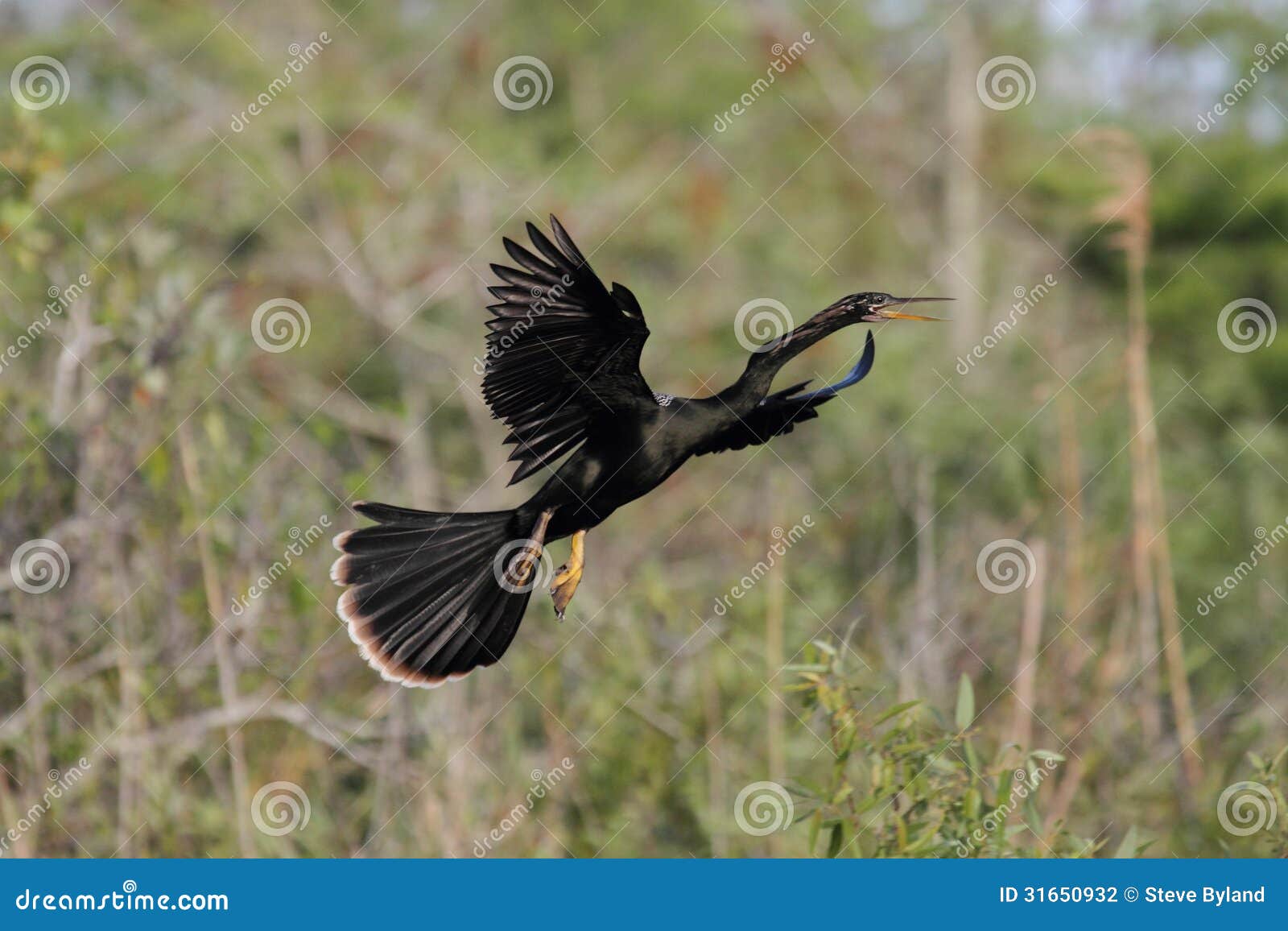 Anhinga in Flight stock photo. Image of animal, everglades - 31650932