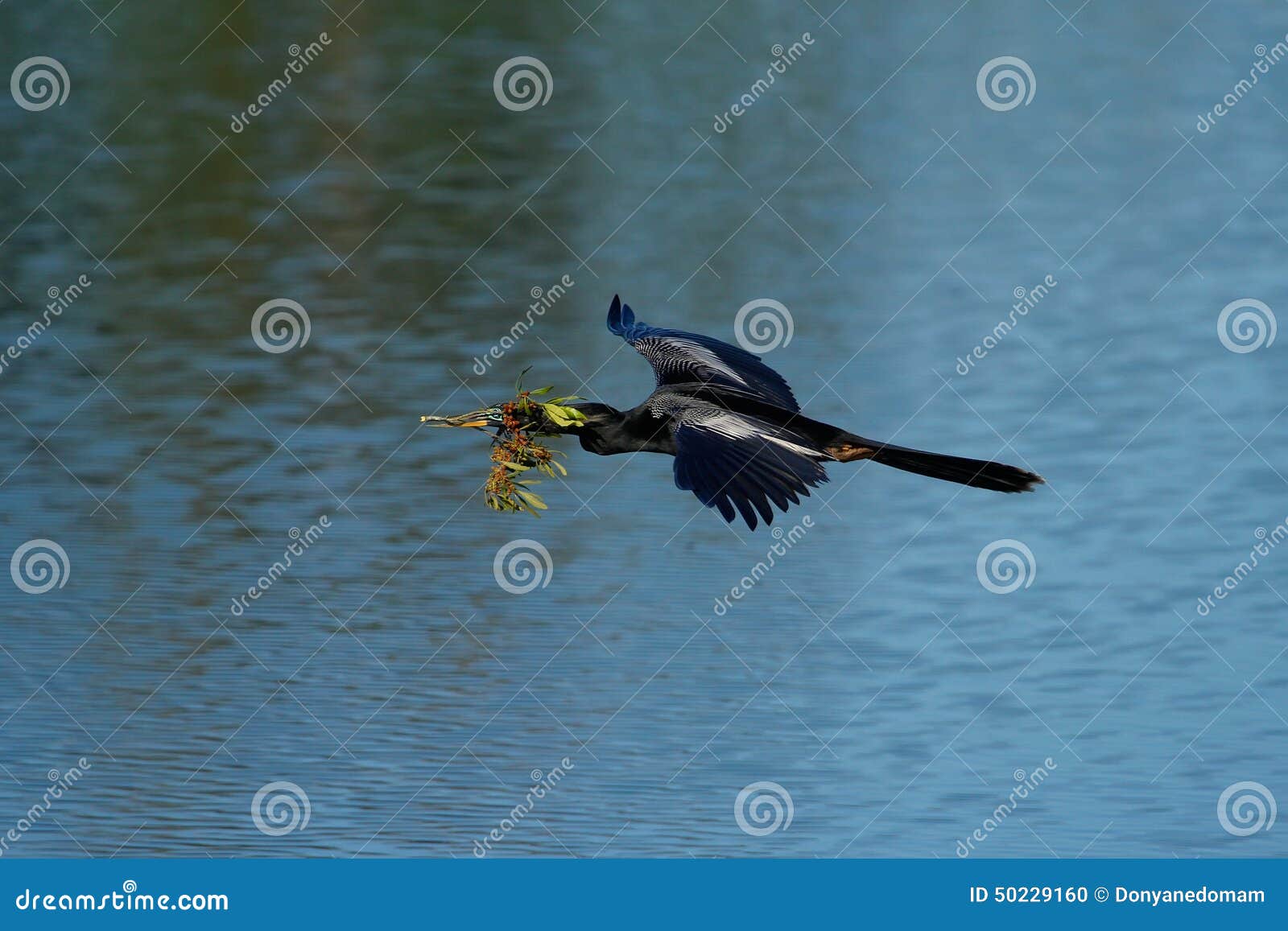Anhinga flying to the nest stock photo. Image of bird - 50229160
