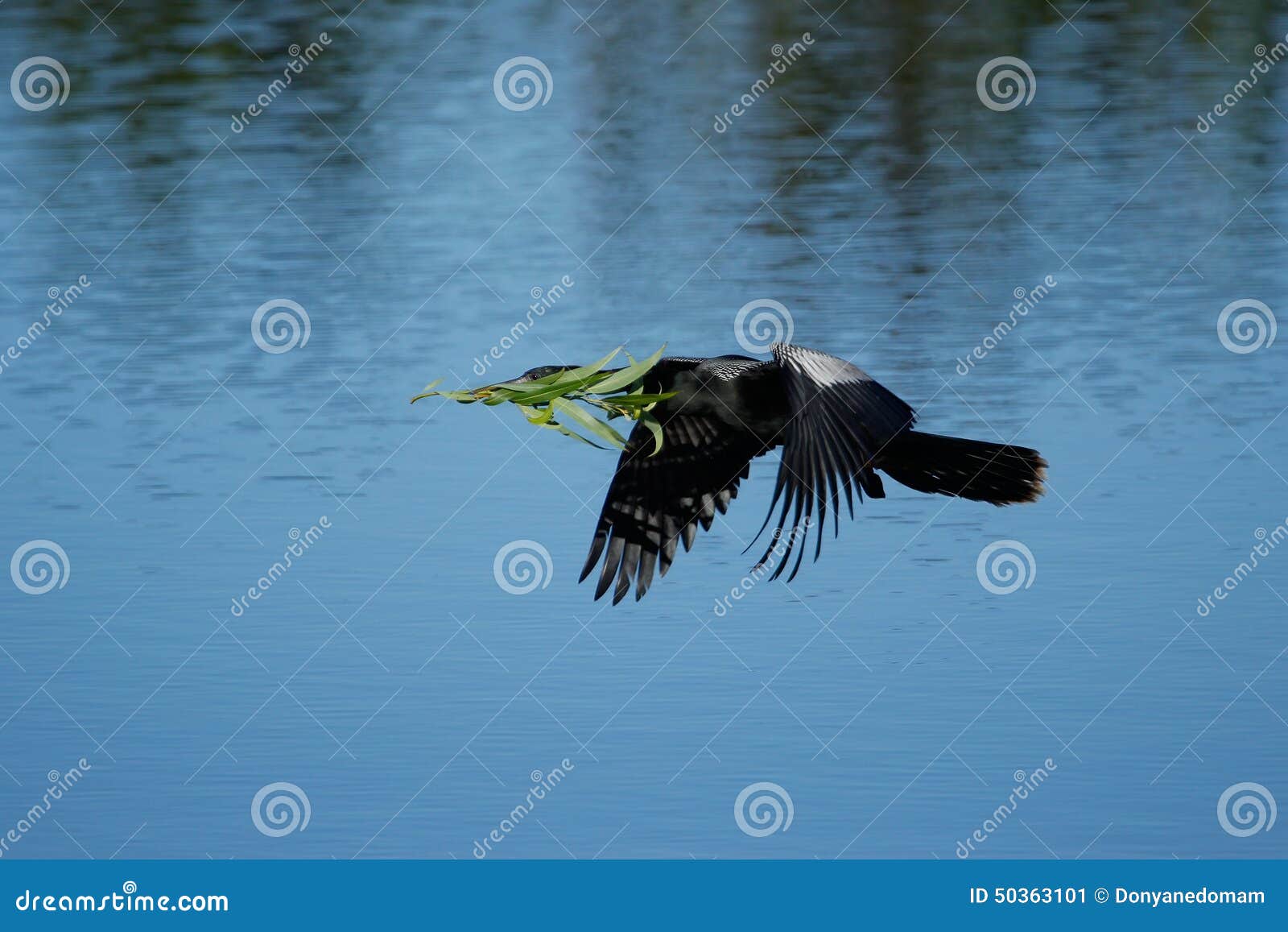 Anhinga flying to the nest stock image. Image of wetland - 50363101