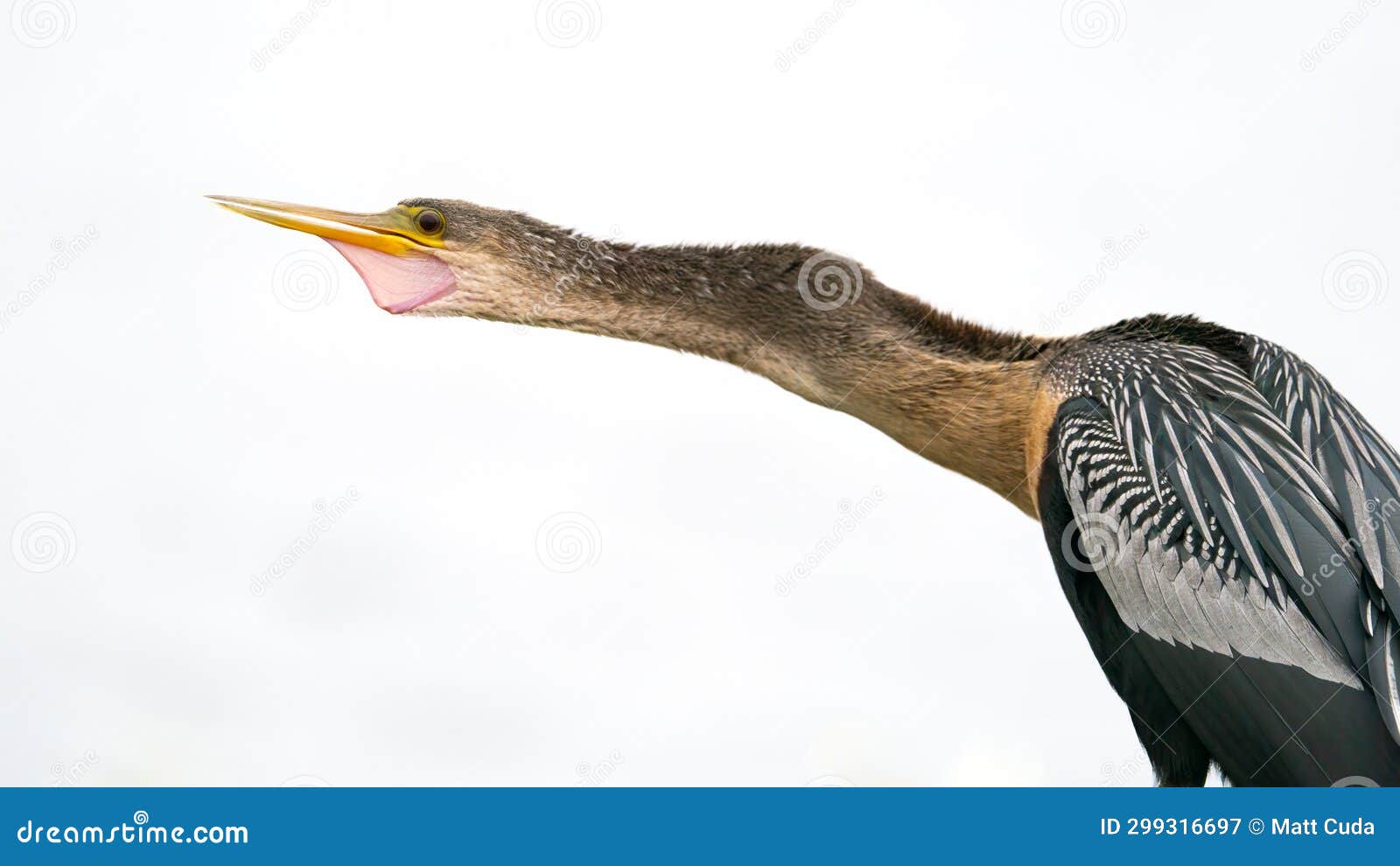 Anhinga Giving a Warning Call Stock Image - Image of national, closeup ...