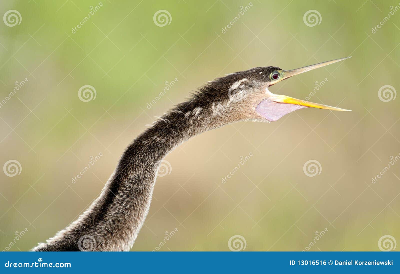Anhinga head stock photo. Image of outdoors, beak, national - 13016516